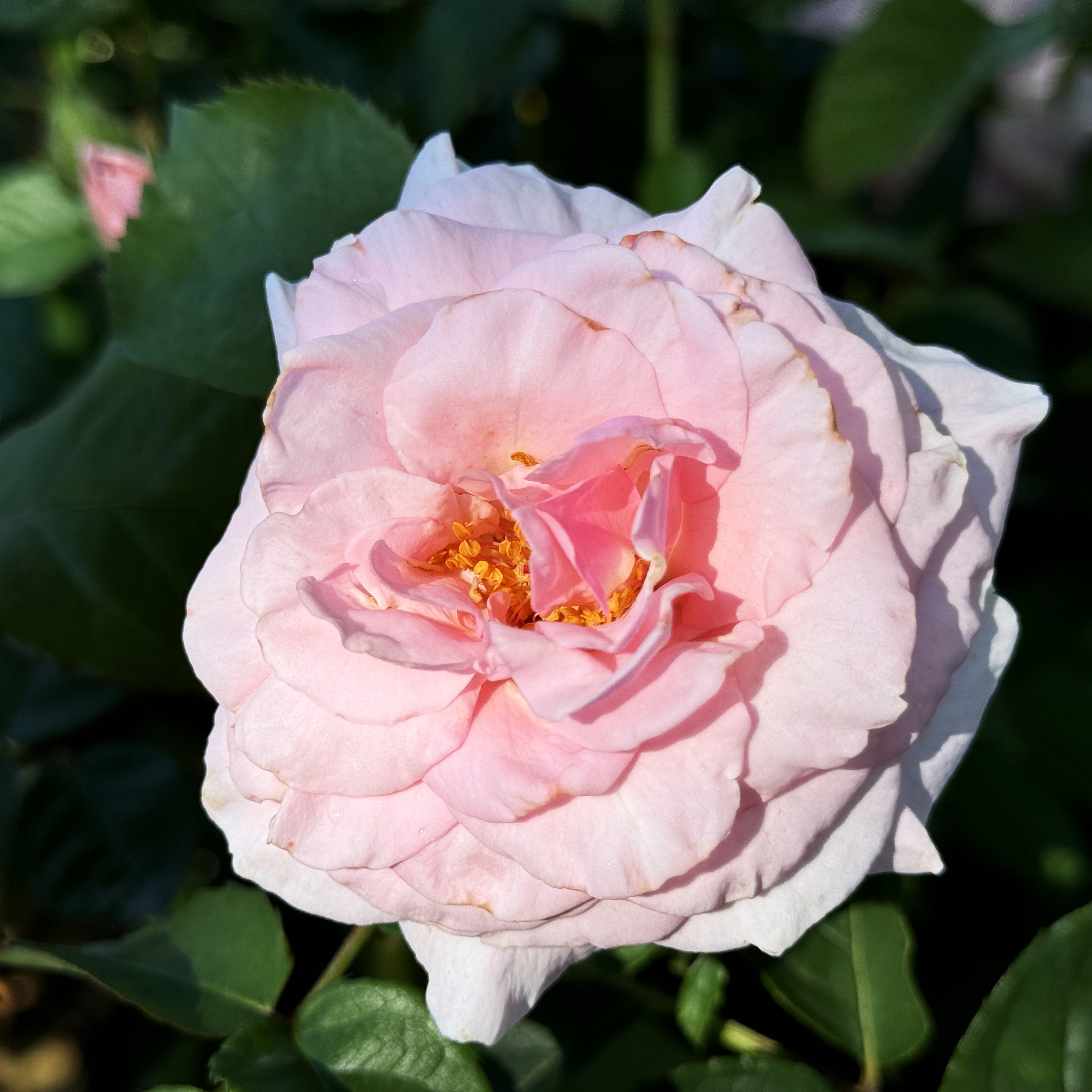 Lenore's Song | Scarman Strauchrosen | Scarman Roses Shop