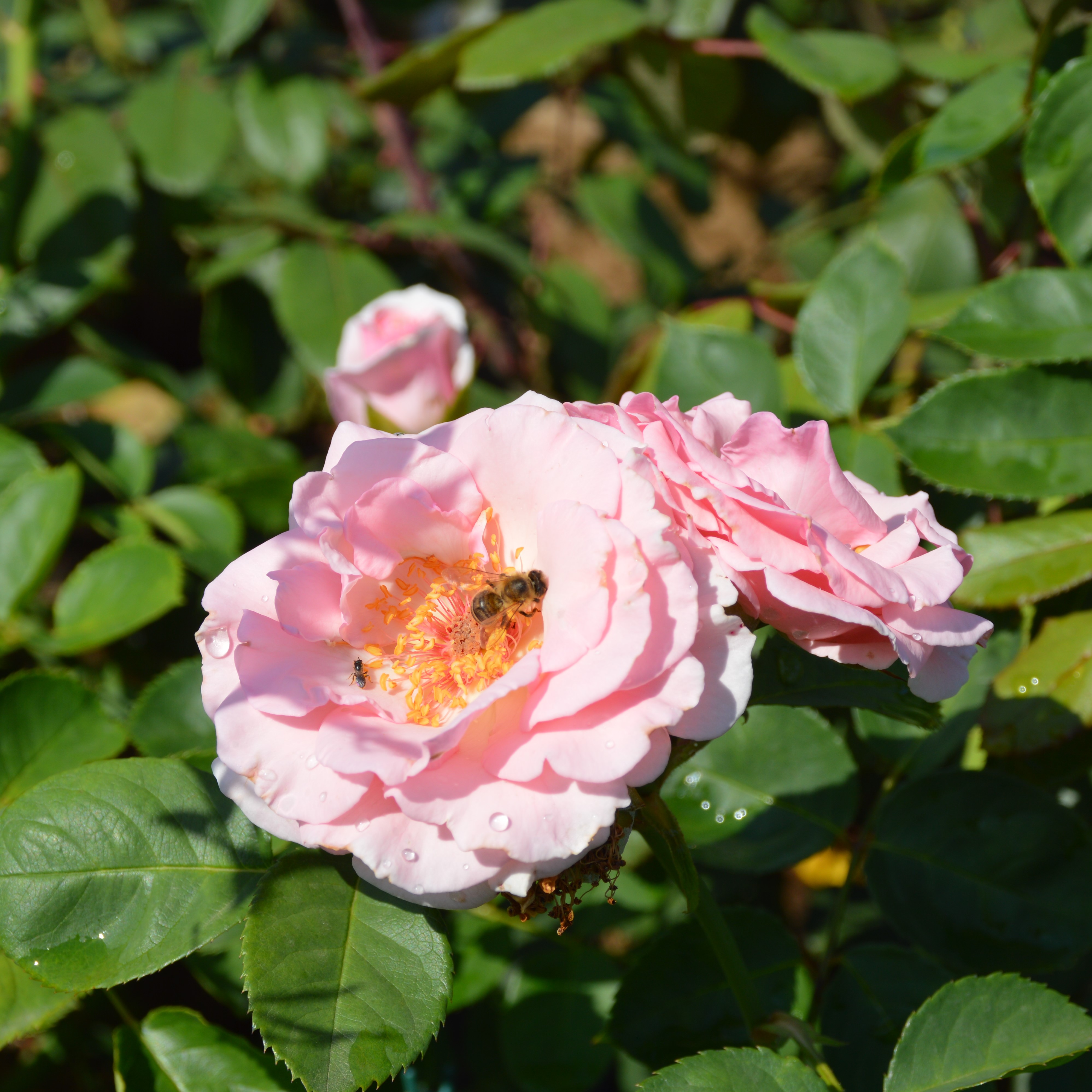 Lenore's Song | Scarman Strauchrosen | Scarman Roses Shop