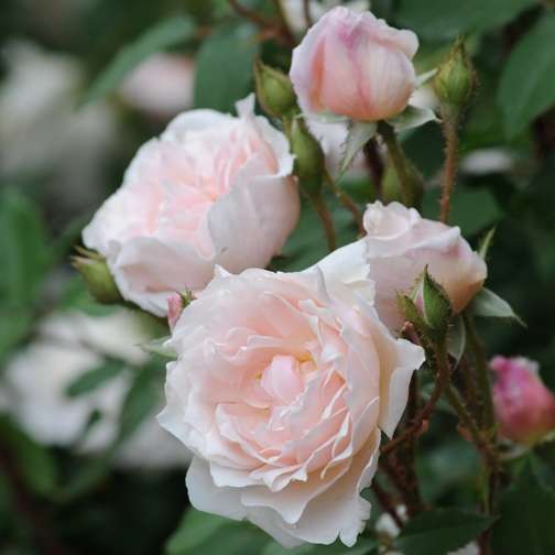 Rose Clair de Lune | Strauchrosen | Landhaus Ettenbühl Online-Shop | Scarman Roses Shop