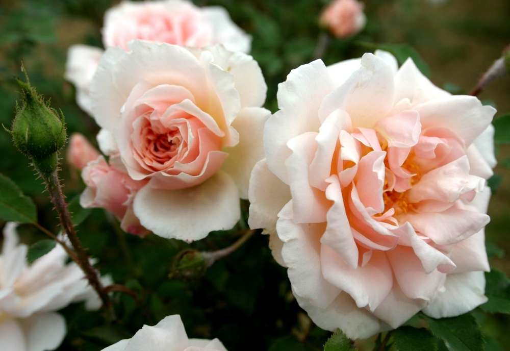 Rose Clair de Lune | Strauchrosen | Landhaus Ettenbühl Online-Shop | Scarman Roses Shop