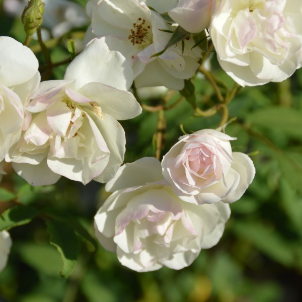 Blushing Bride | Scarman Kletterrosen & Rambler | Scarman Roses Shop